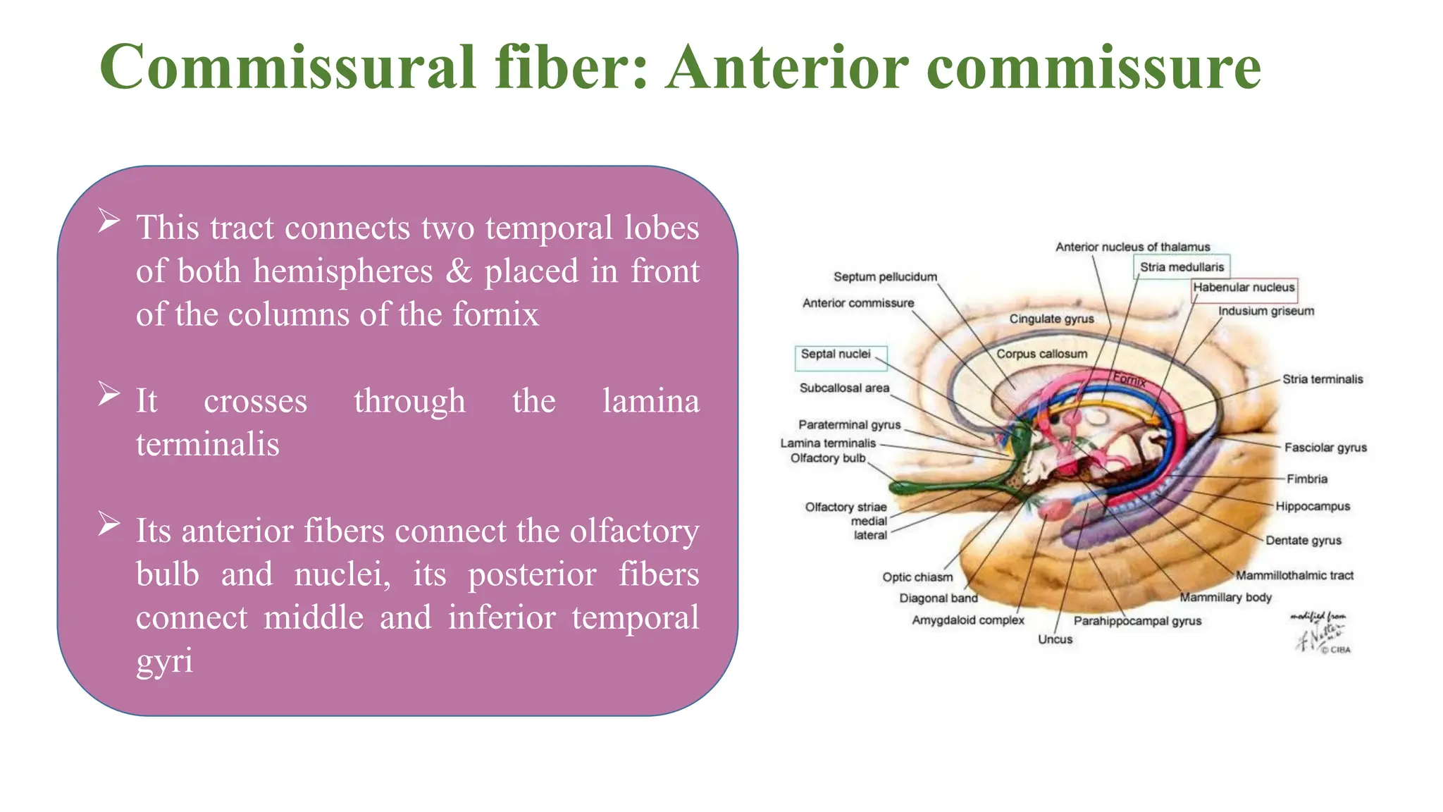 Diffusion tensor imaging medicine dd.pptx