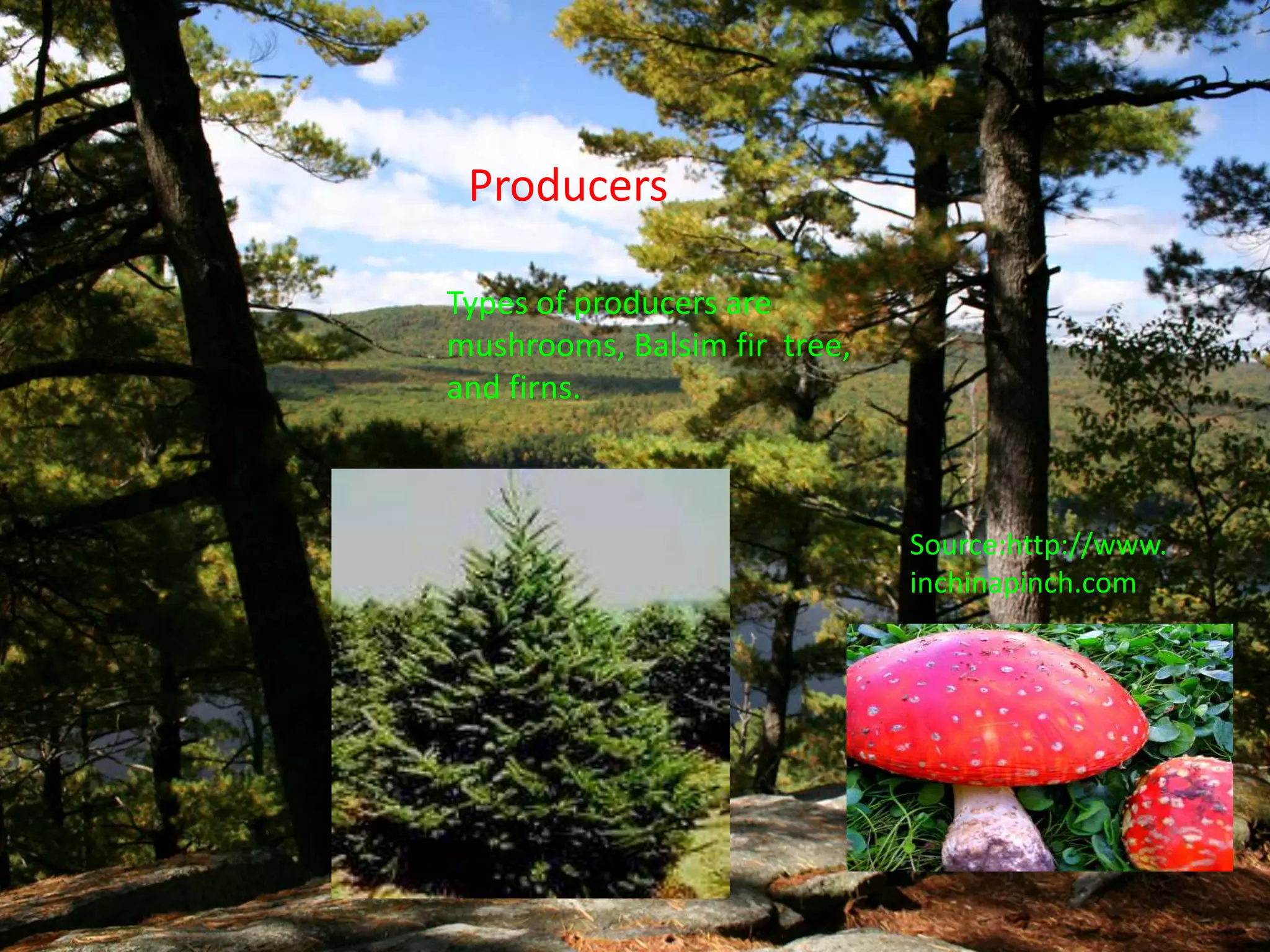 Coniferous forest | PPTX