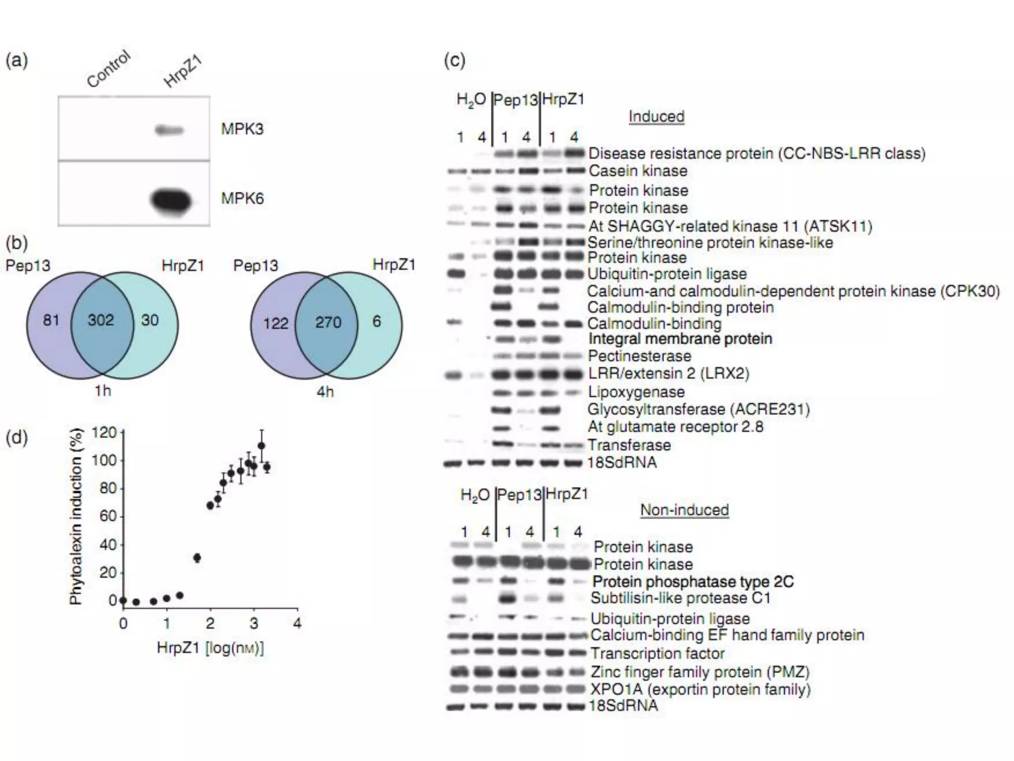 Dual roles of pseudomonas syringae hrp z1 | PDF