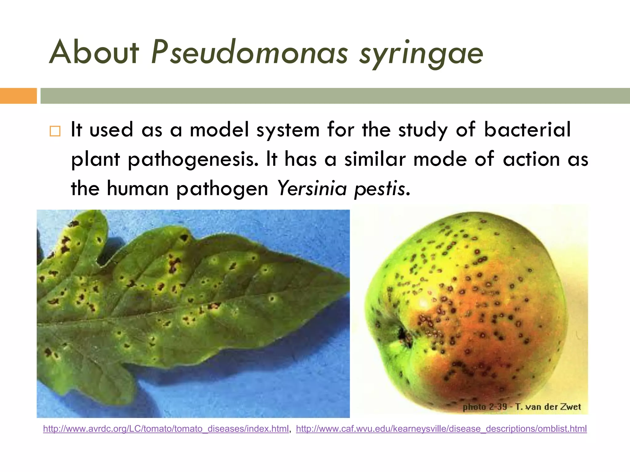 Dual roles of pseudomonas syringae hrp z1 | PDF