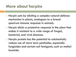 Dual roles of pseudomonas syringae hrp z1 | PDF