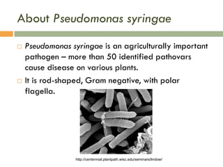 Dual roles of pseudomonas syringae hrp z1 | PDF