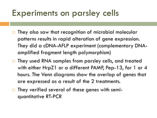 Dual roles of pseudomonas syringae hrp z1 | PDF