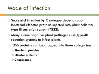 Dual roles of pseudomonas syringae hrp z1 | PDF