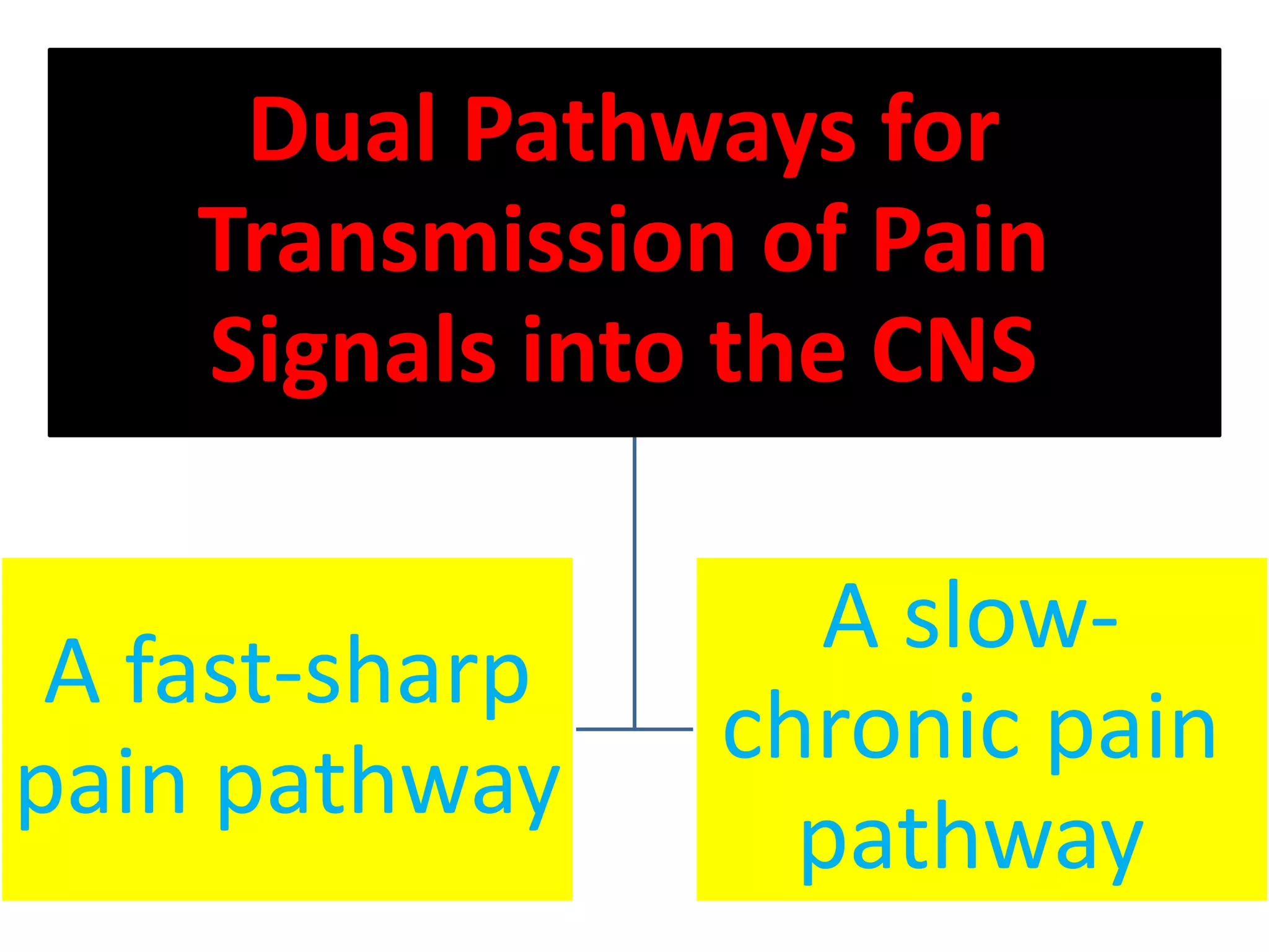 Dual Pathways for Transmission of Pain Signals into the CNS | PPTX