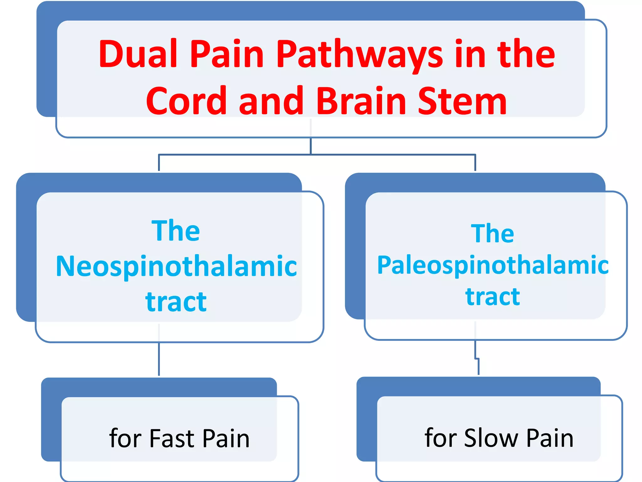 Dual Pathways for Transmission of Pain Signals into the CNS | PPTX