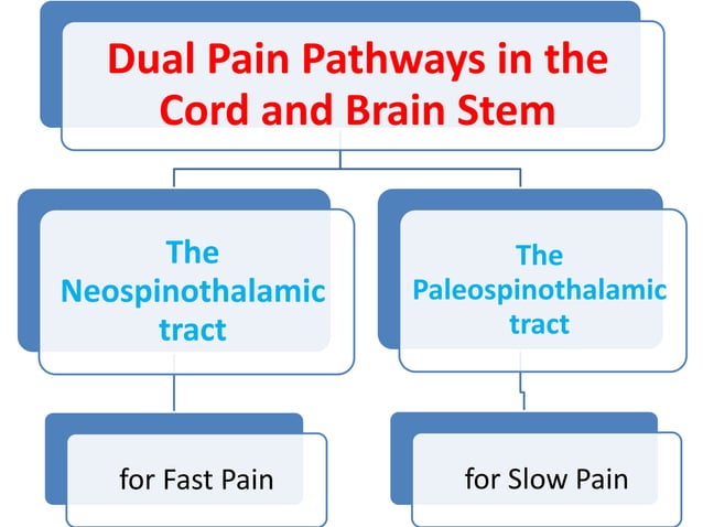 Dual Pathways for Transmission of Pain Signals into the CNS | PPTX