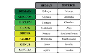 Duane Classification and evolution..pptx