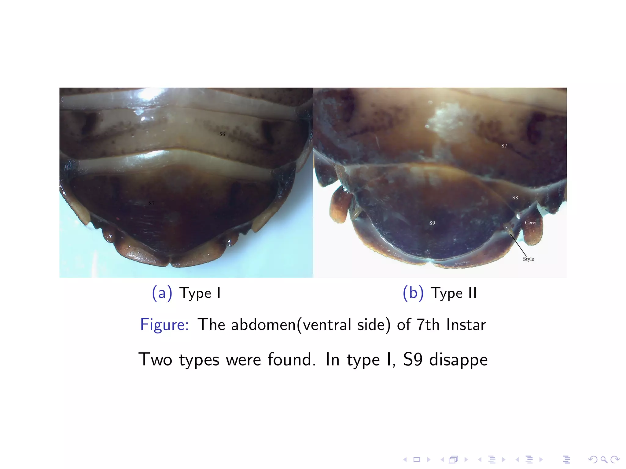 Instar and sex determination of dubia cockroaches | PDF