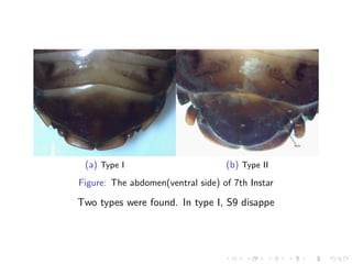 Instar and sex determination of dubia cockroaches | PDF