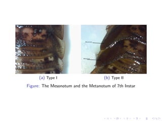Instar and sex determination of dubia cockroaches | PDF