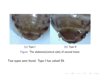 Instar and sex determination of dubia cockroaches | PDF