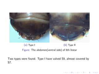 Instar and sex determination of dubia cockroaches | PDF