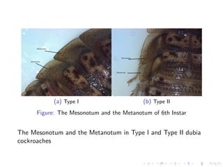 Instar and sex determination of dubia cockroaches | PDF