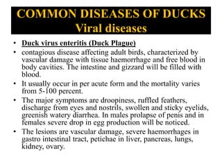 Duck farming | PPTX