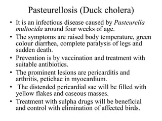 Duck farming | PPTX