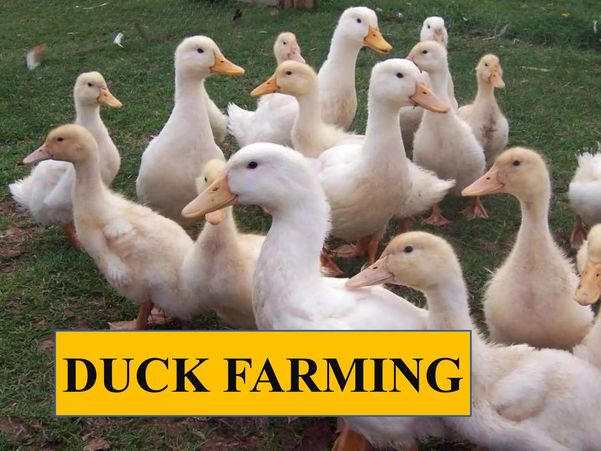 Duck farming | PPT