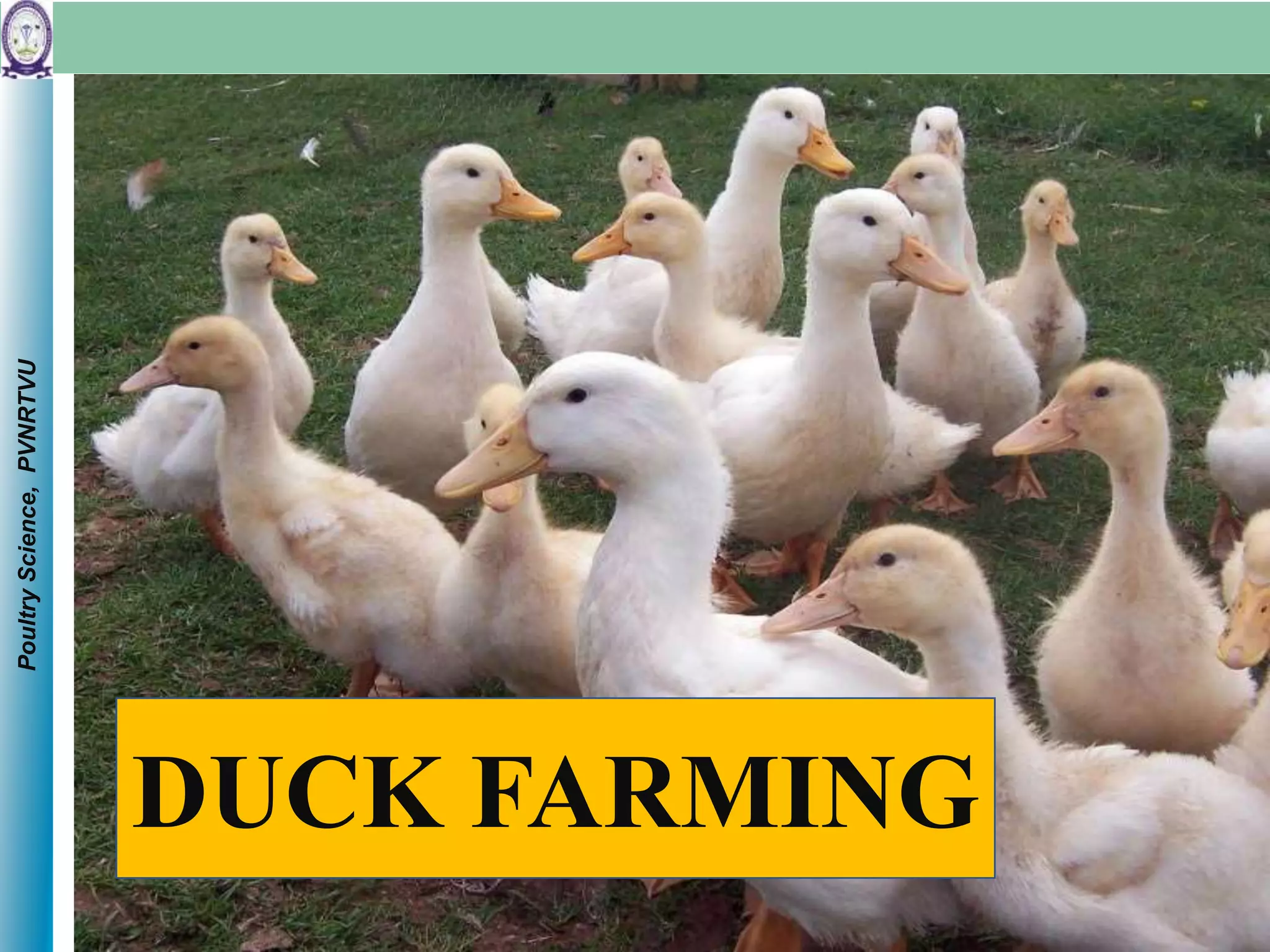 Duck rearing | PPTX