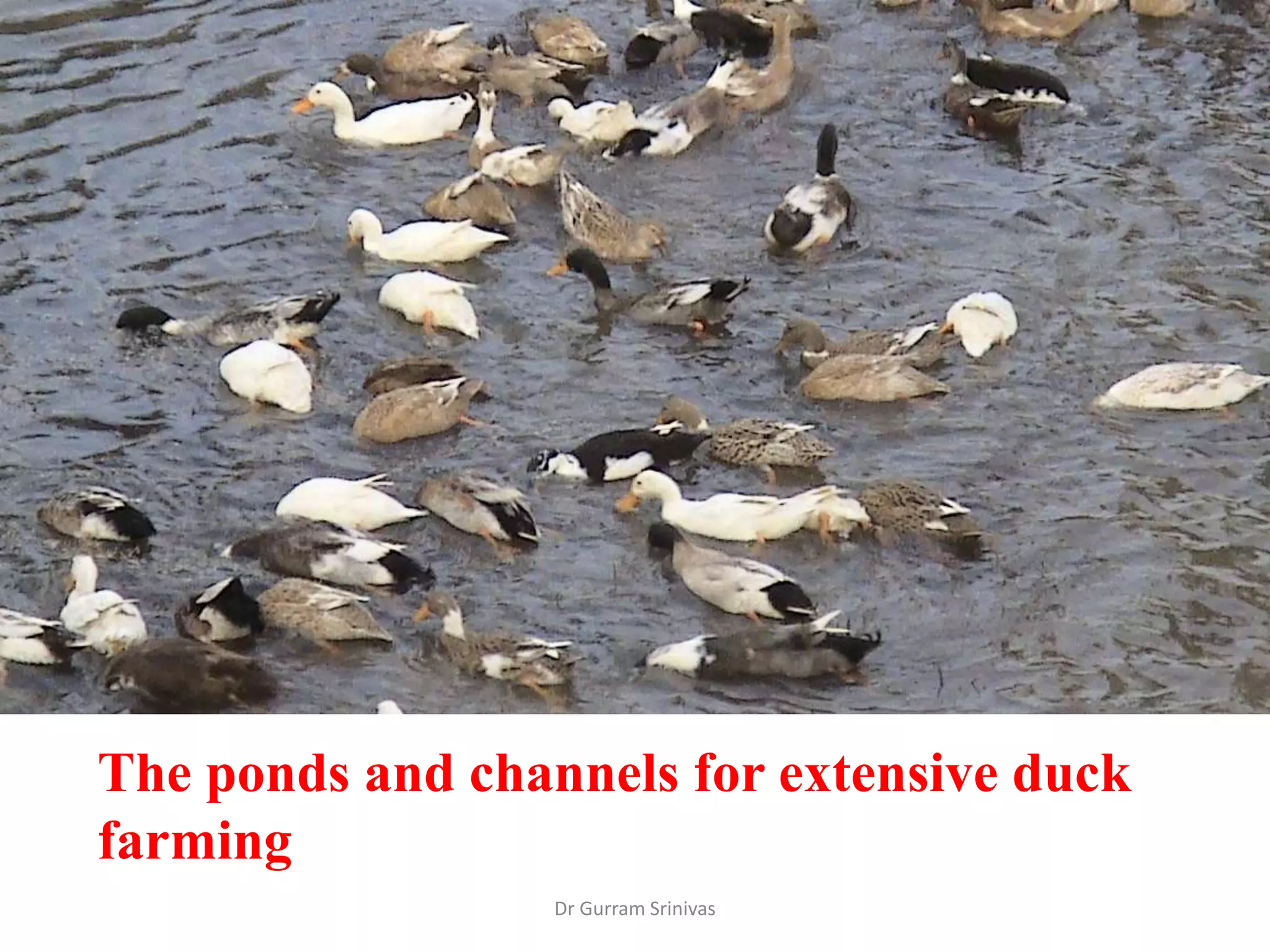 Duck rearing | PPTX
