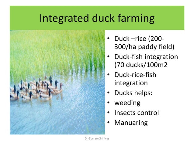 Duck rearing | PPTX