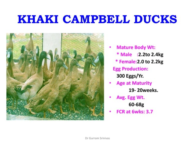 Duck rearing | PPTX