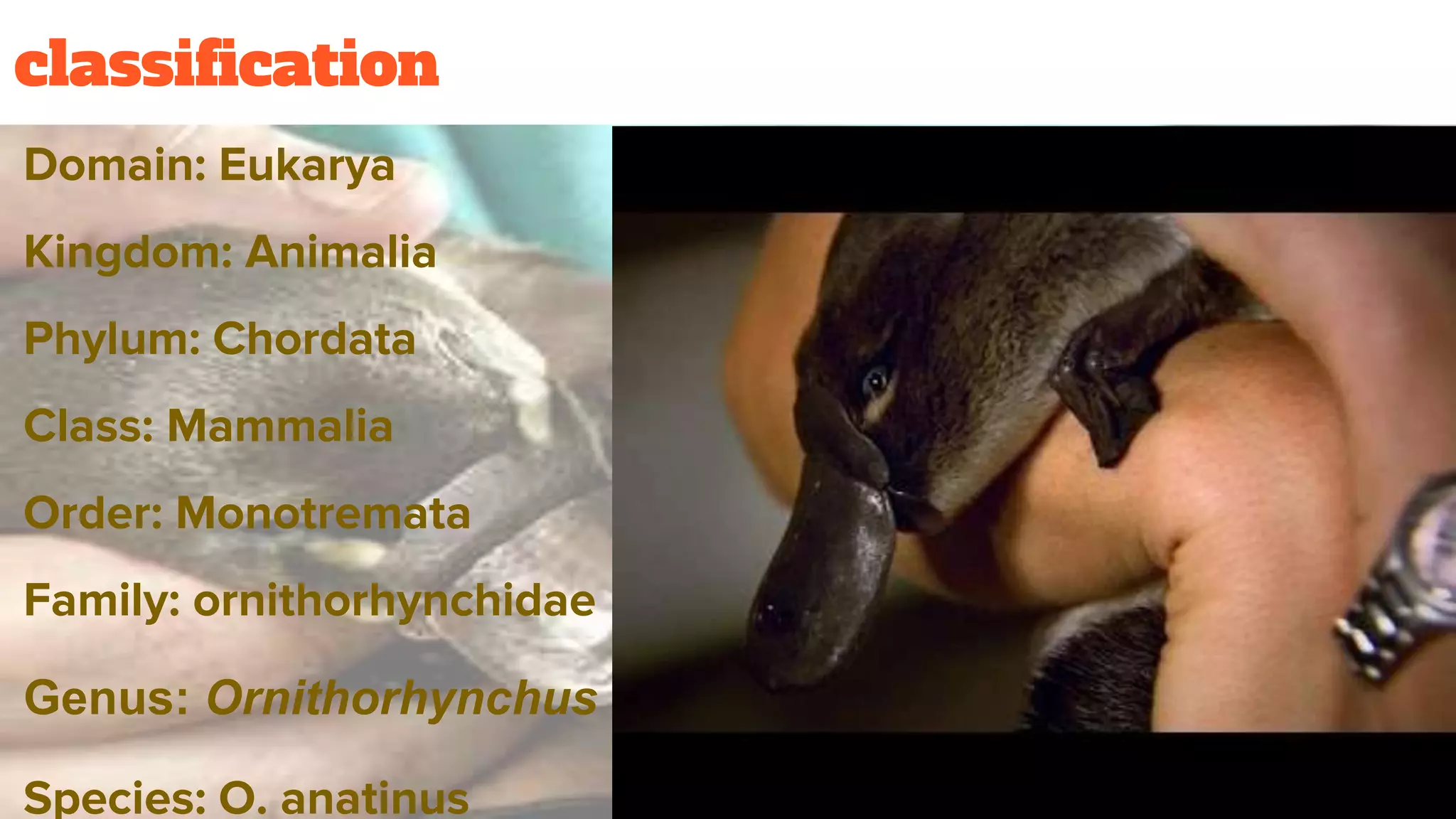 Duck billed platypus | PPT