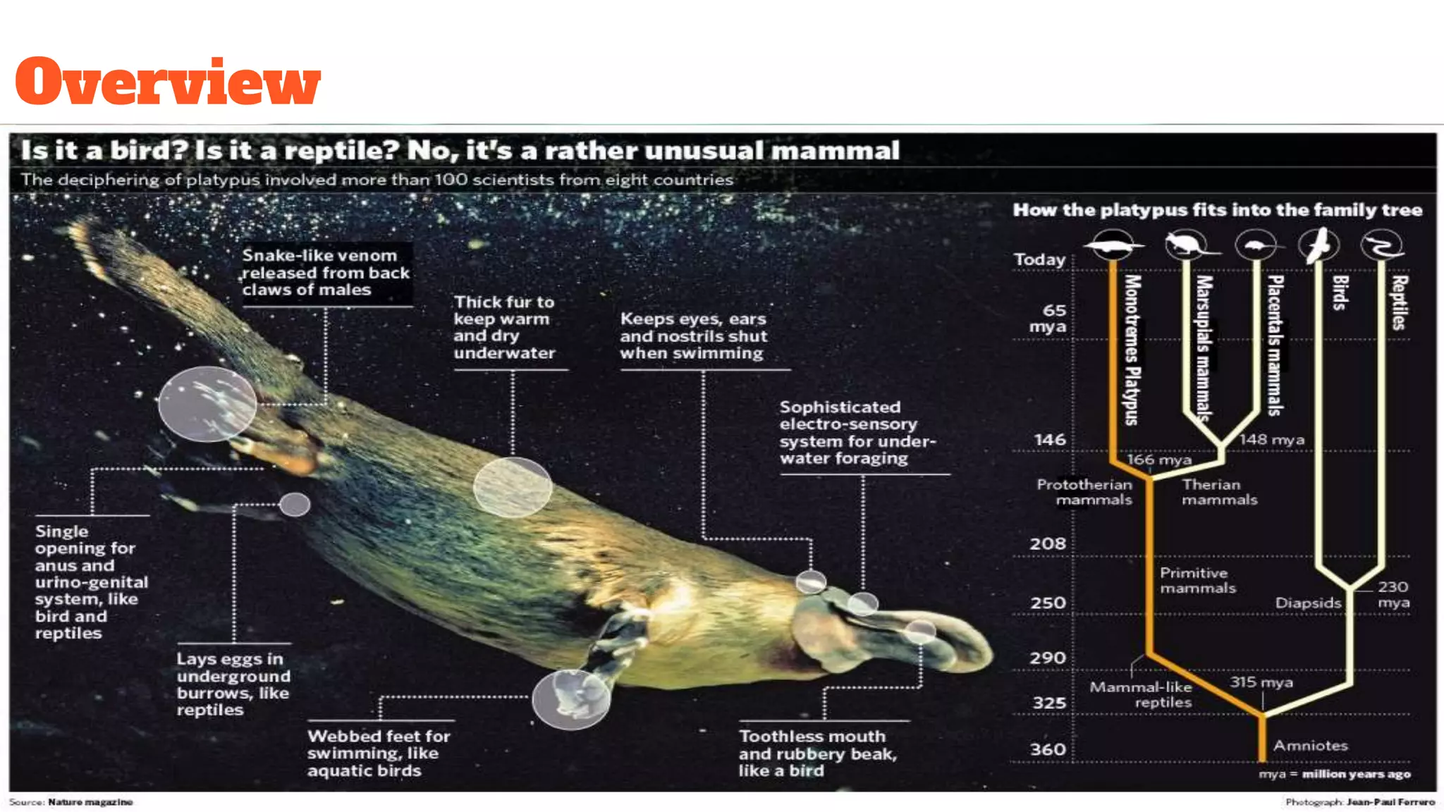 Duck billed platypus | PPT