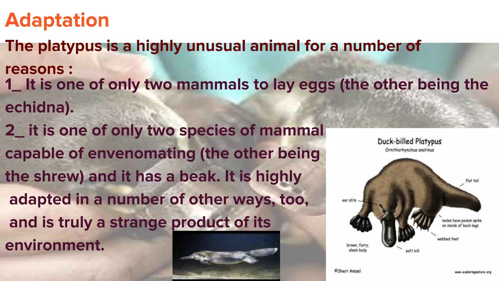 Duck billed platypus | PPT