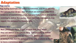 Duck billed platypus | PPT