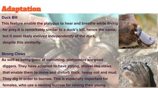 Duck billed platypus | PPT