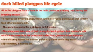 Duck billed platypus | PPT