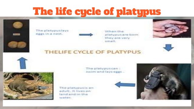 Duck billed platypus