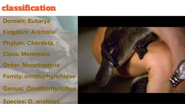 Duck billed platypus