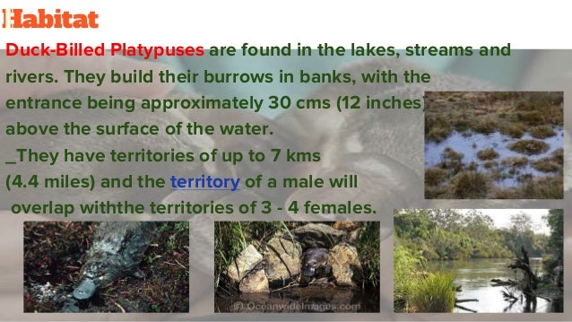 Duck billed platypus classification - Wasloud