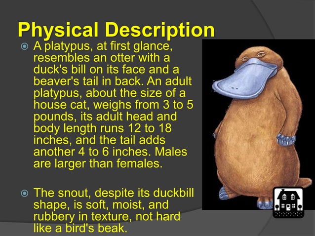 Duck billed platypus | PPTX | Birds | Pets