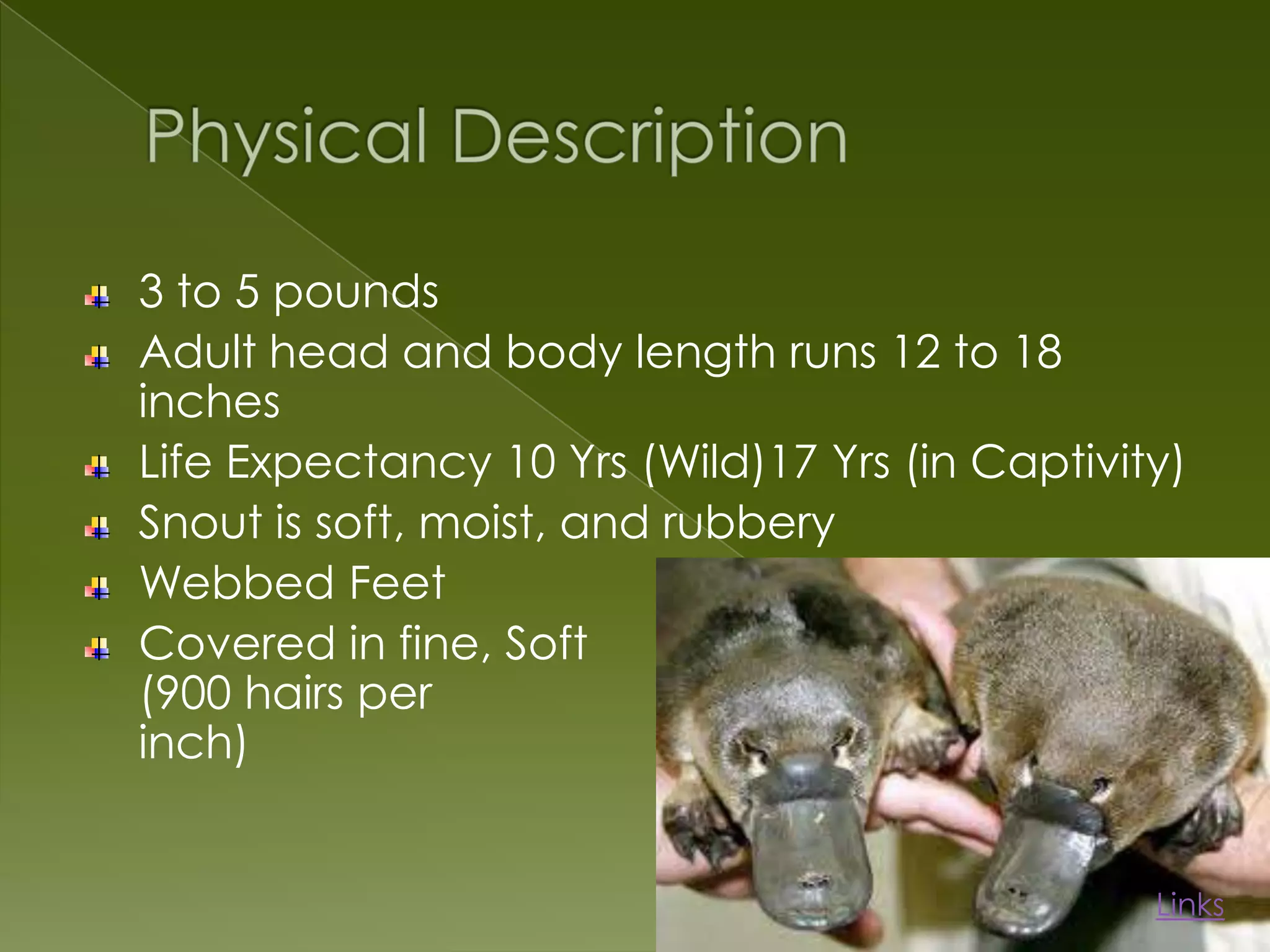 Duck billed platypus | PPT