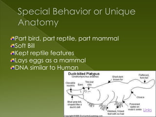 Duck billed platypus | PPTX