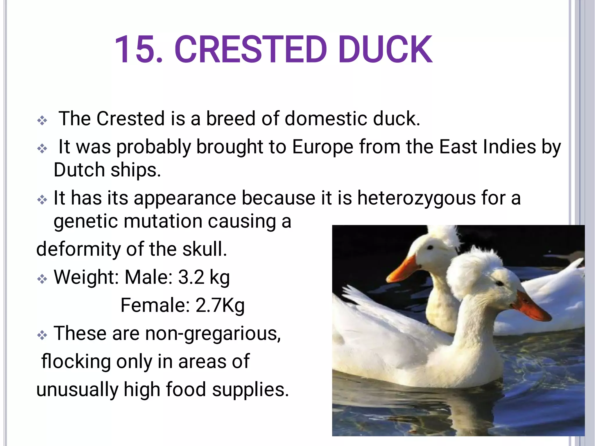 Duck breeds | PDF