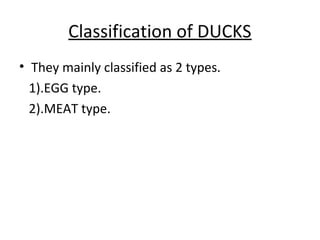 Duck breeds & turkeys | PPT