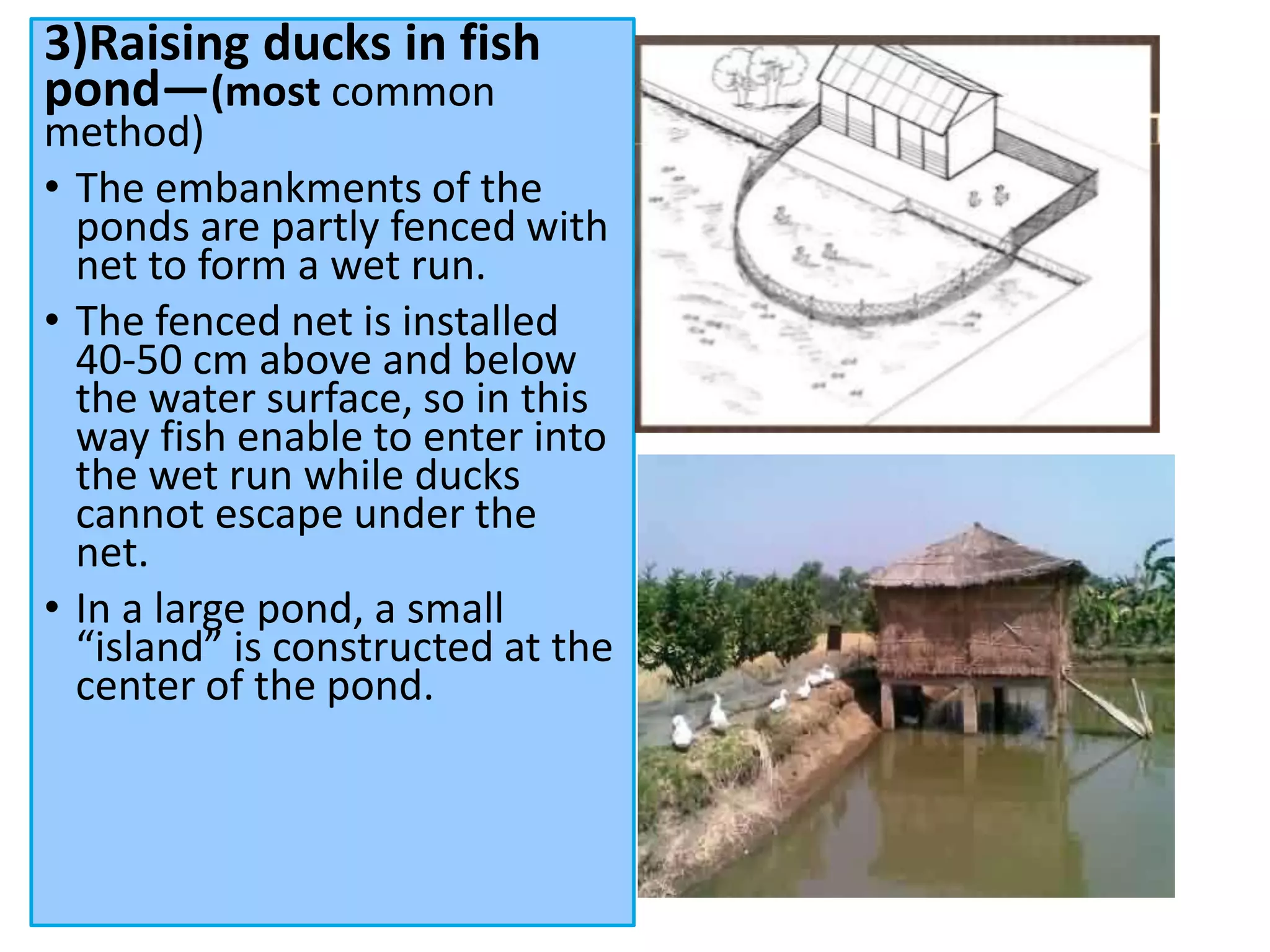 Duck cum fish farming .ppt presentation | PPTX