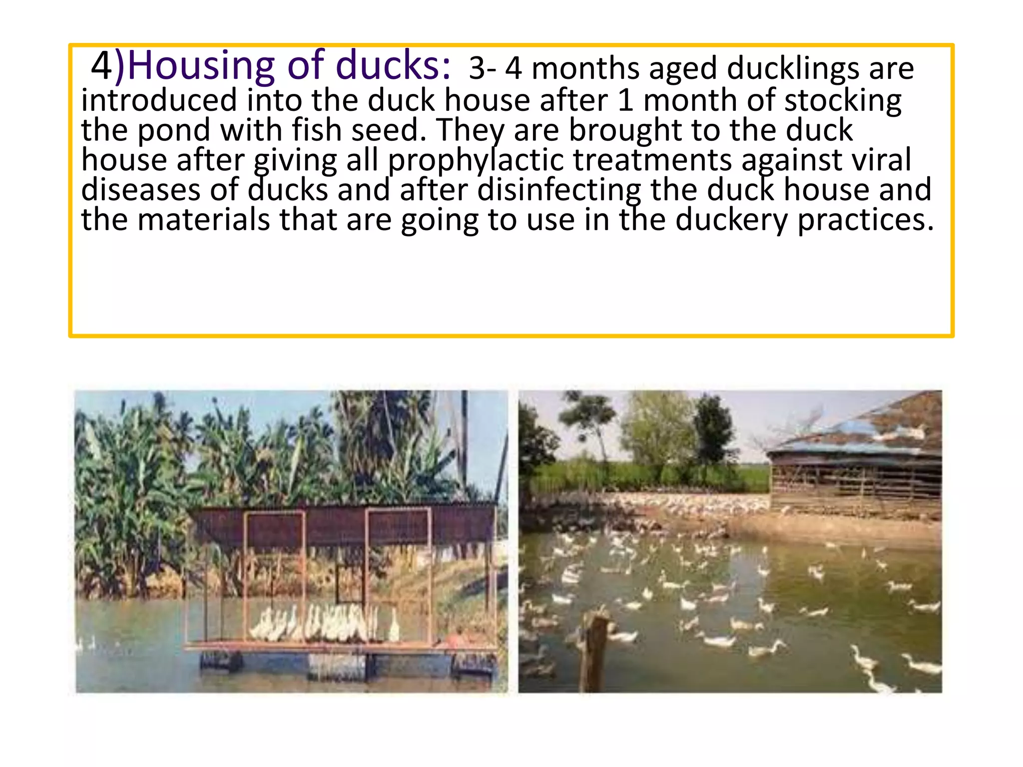Duck cum fish farming .ppt presentation | PPTX
