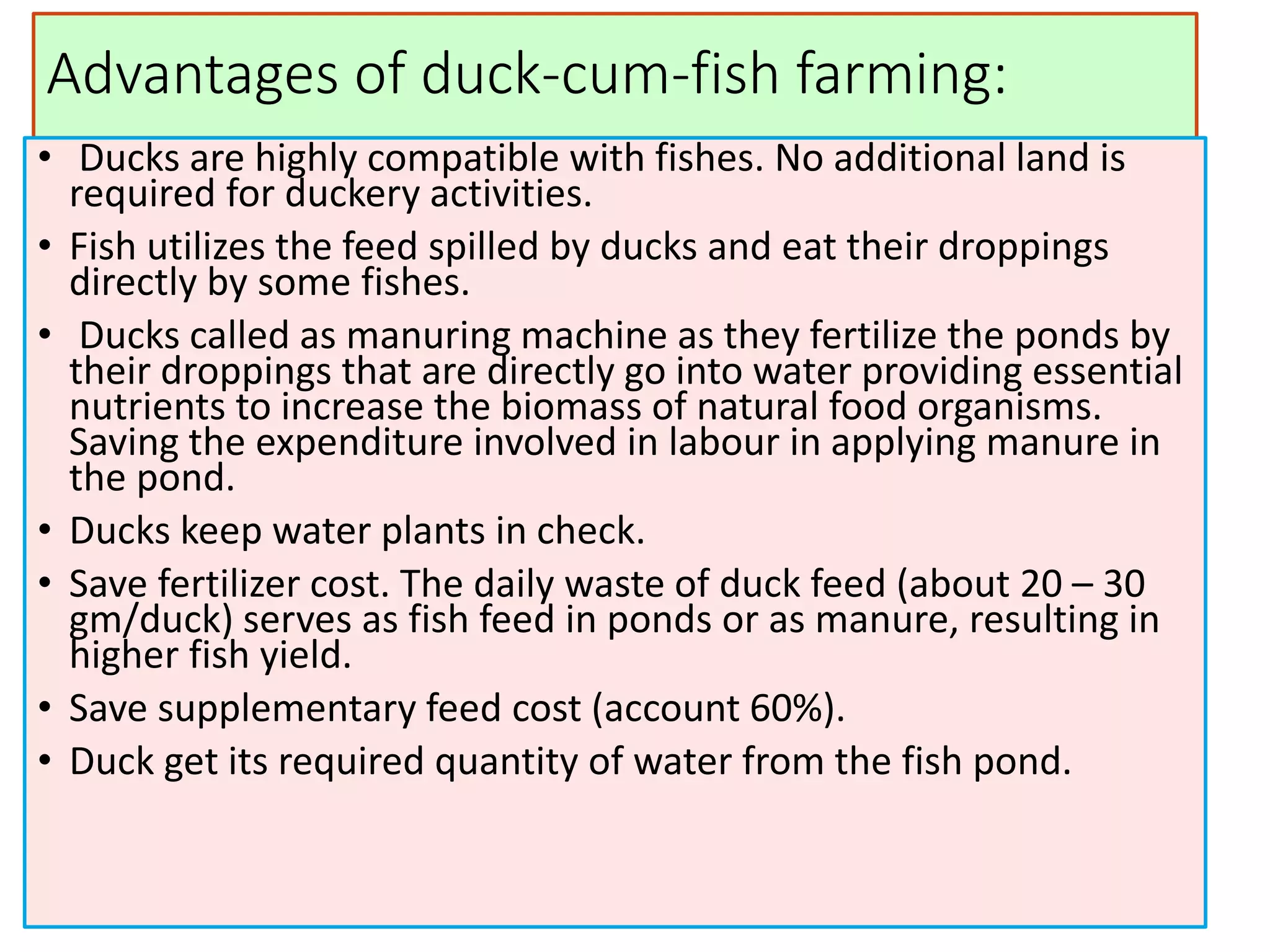 Duck cum fish farming .ppt presentation | PPTX