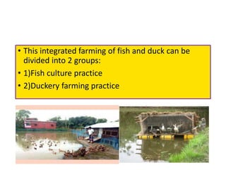 Duck cum fish farming .ppt presentation | PPTX