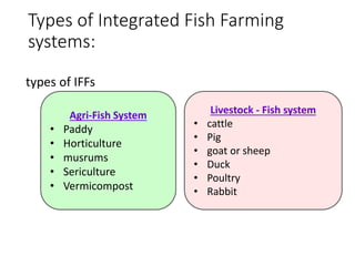 Duck cum fish farming .ppt presentation | PPTX
