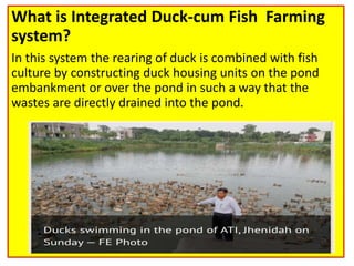Duck cum fish farming .ppt presentation | PPTX