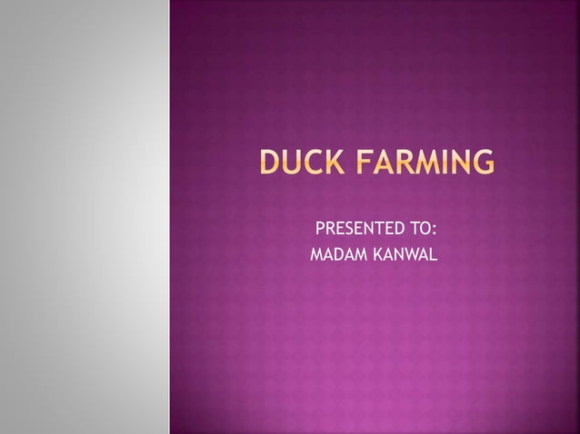 Duck farming | PPT