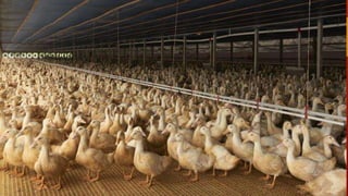 Duck Farming.pptx