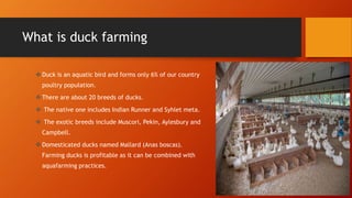 Duck Farming.pptx | Birds | Pets