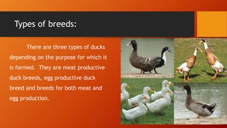 Duck Farming.pptx