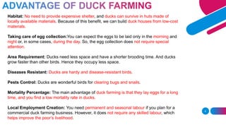 Duck Farming training and Business Model for businessman.pptx